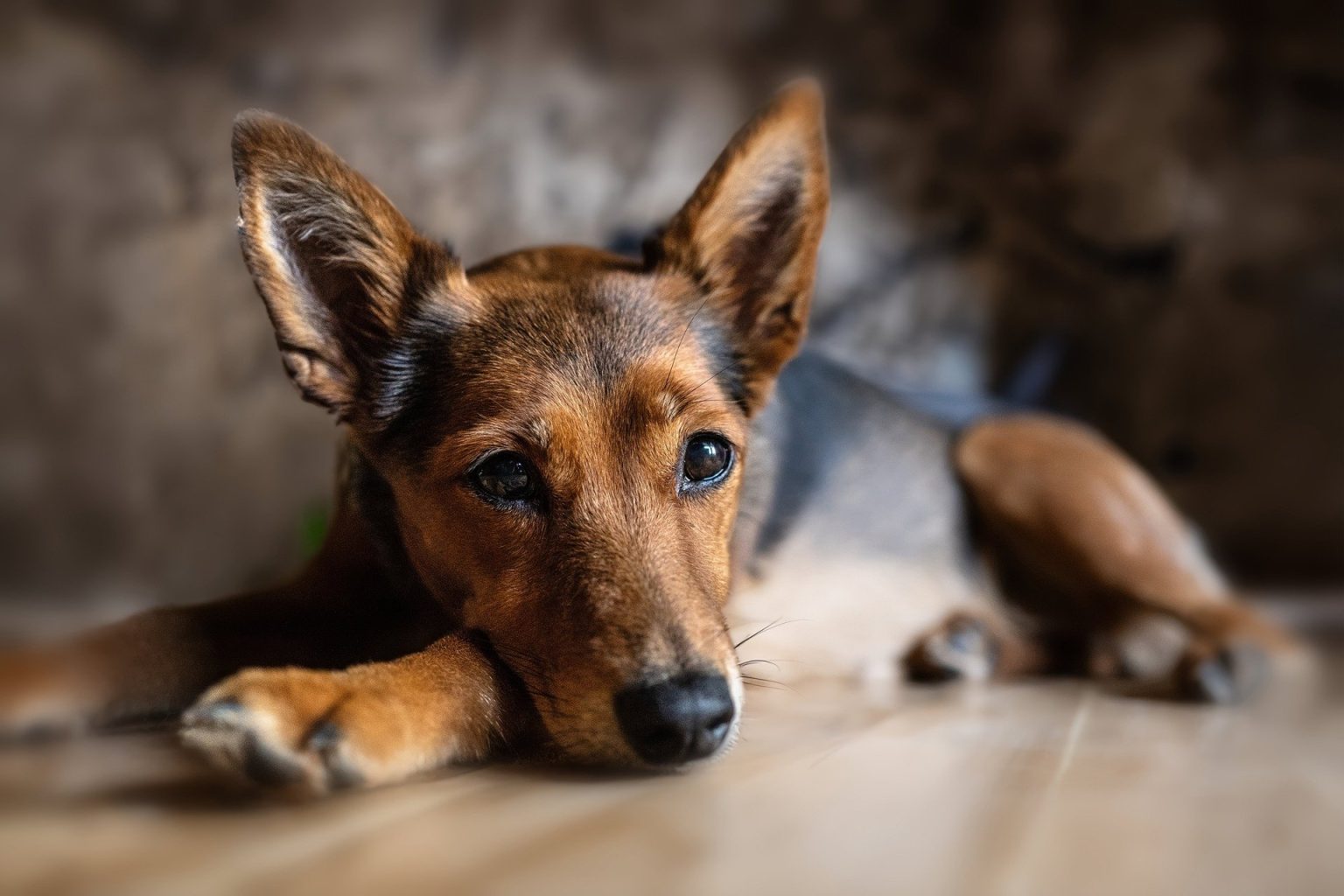 Pets as property | Advovet